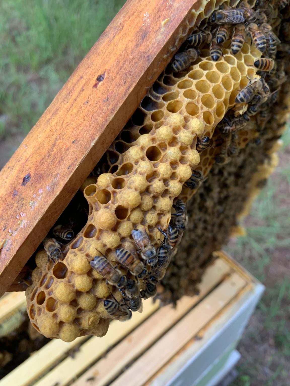 Types of Comb and What They Tell Us About Our Bees - Backyard Beekeeping